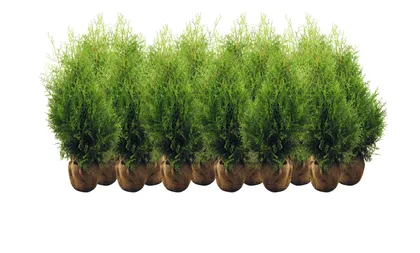 Строительство, сад, инструменты и отделка интерьера - Bauhof