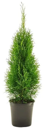 Ehitus, Aed, Tööriistad ja Siseviimistlus - Bauhof