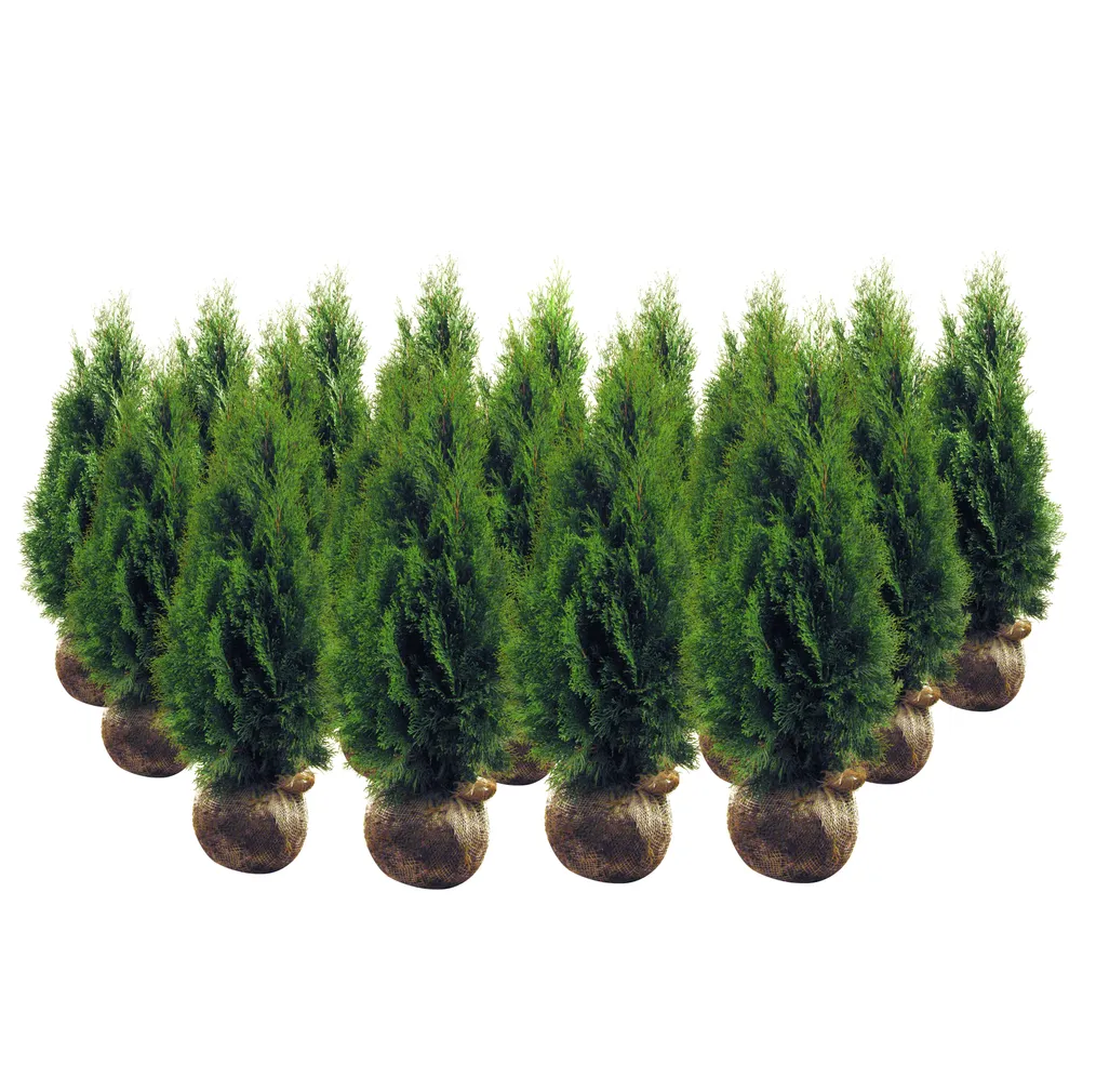ELUPUU SMARAGD 120-140CM MULLAPALLIGA 20TK ALUSEL - Bauhof